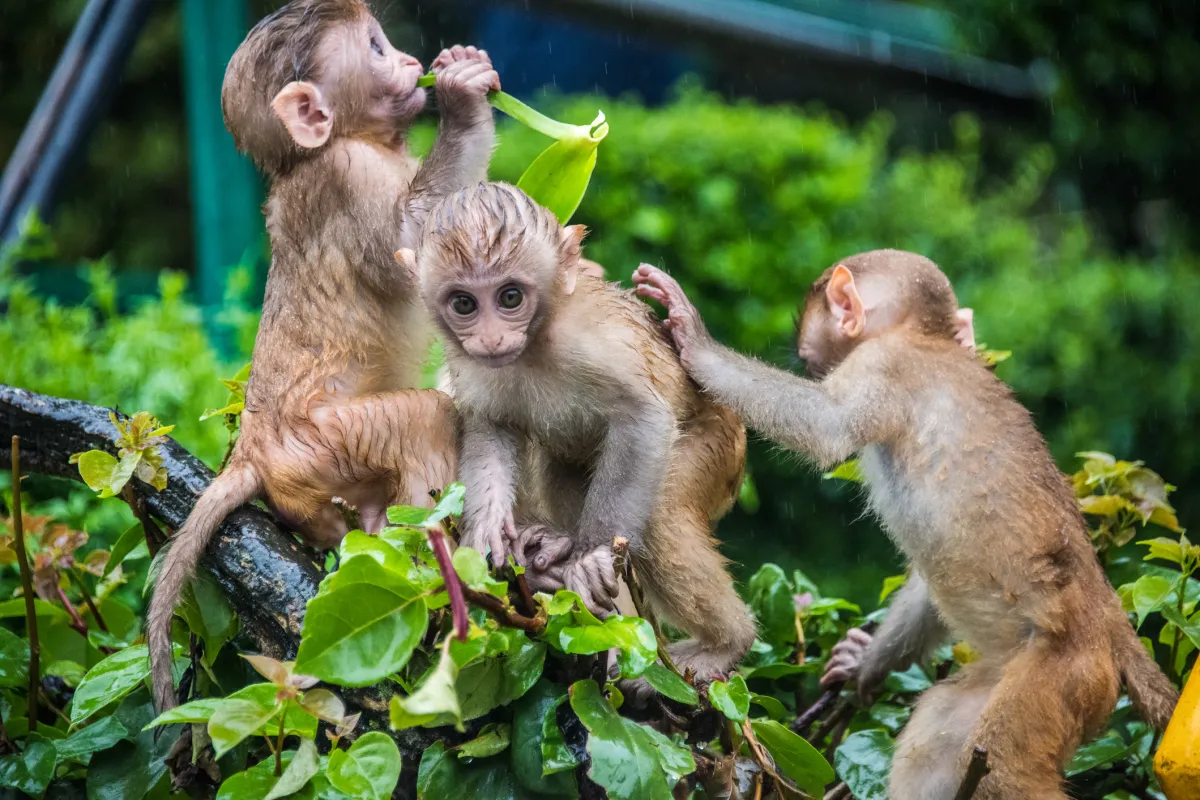 Small Town Faces Real-Life ‘Jumanji’ as 43 Monkeys Escape